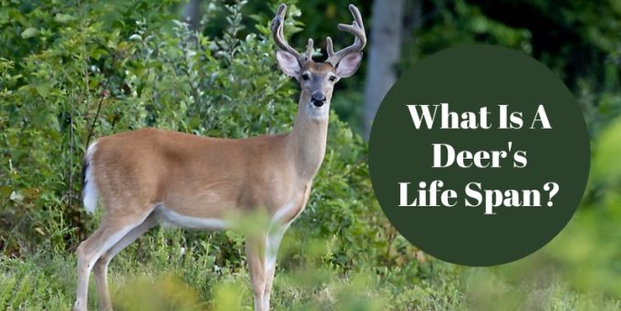 What is a Deer's Life Span? - Rising Net Worth
